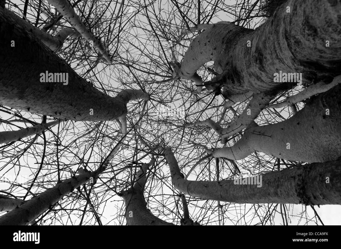 Up through trees Black and White Stock Photos & Images - Alamy