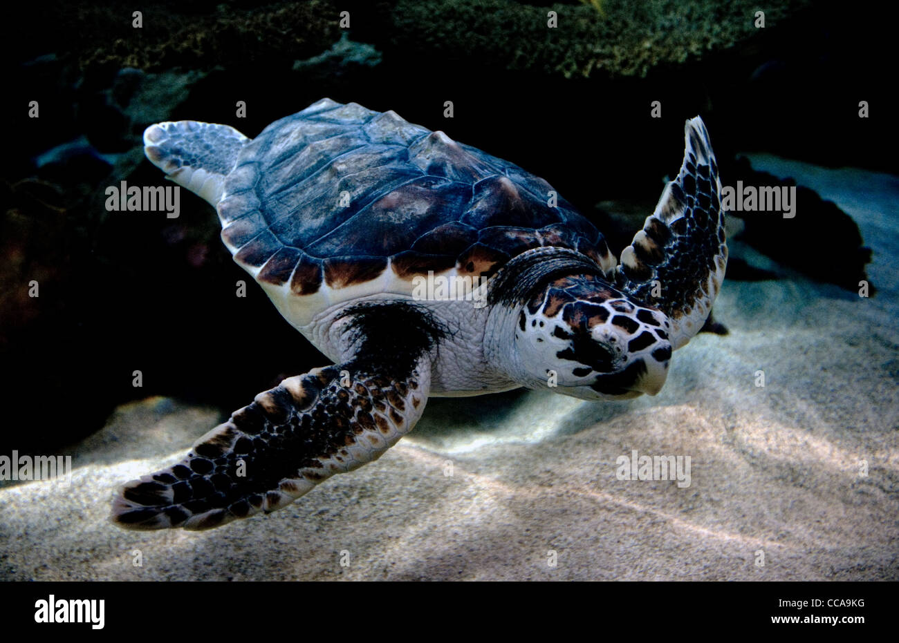 swimming loggerhead turtle, caretta caretta Stock Photo - Alamy
