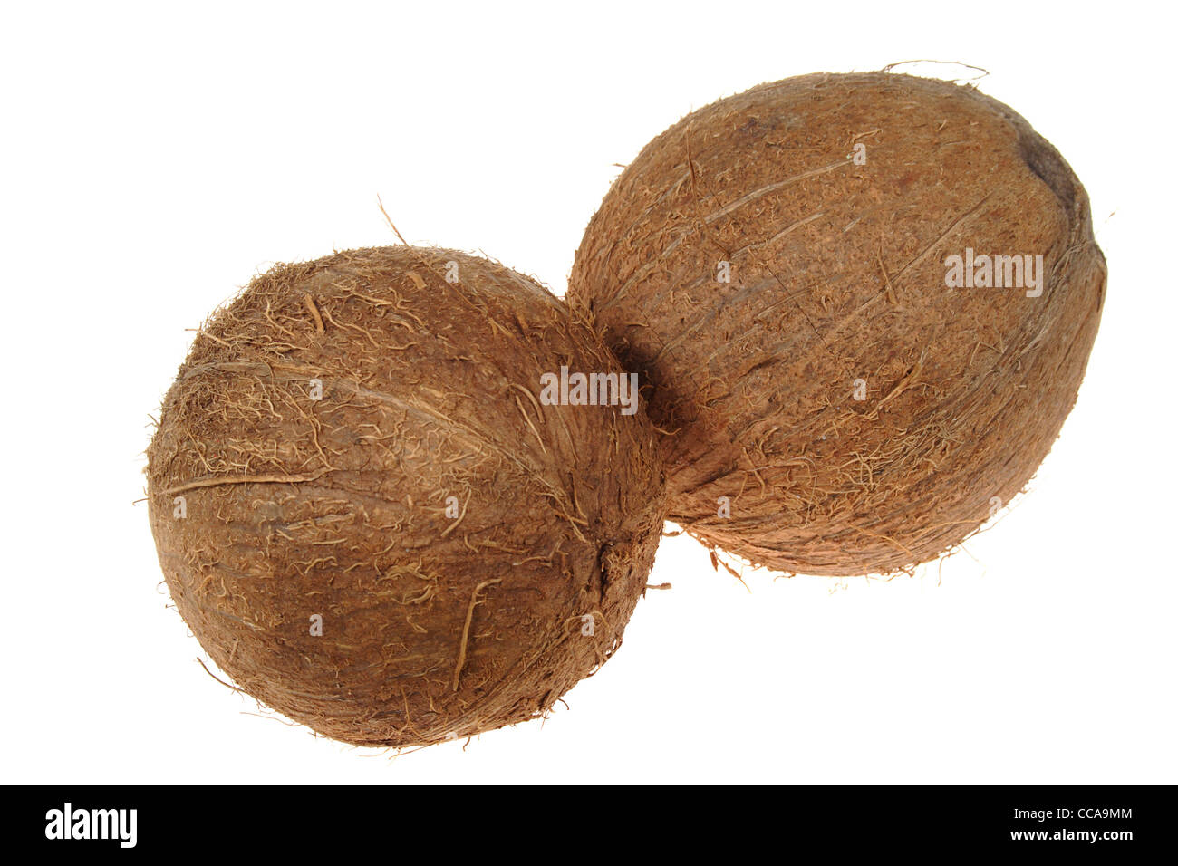 two coconut, photo on the white background Stock Photo - Alamy