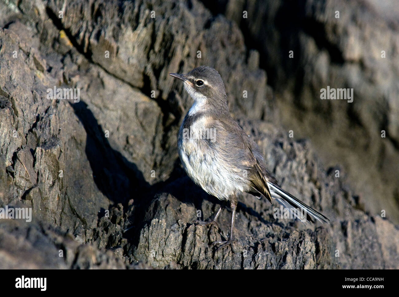 a perky looking cape wagtail on the rocks, motacilla capensis ...