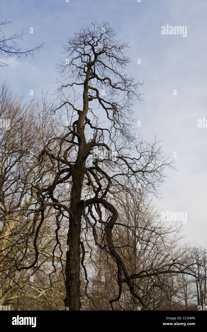 Plane-tree, Platanus acerifolia Stock Photo - Alamy