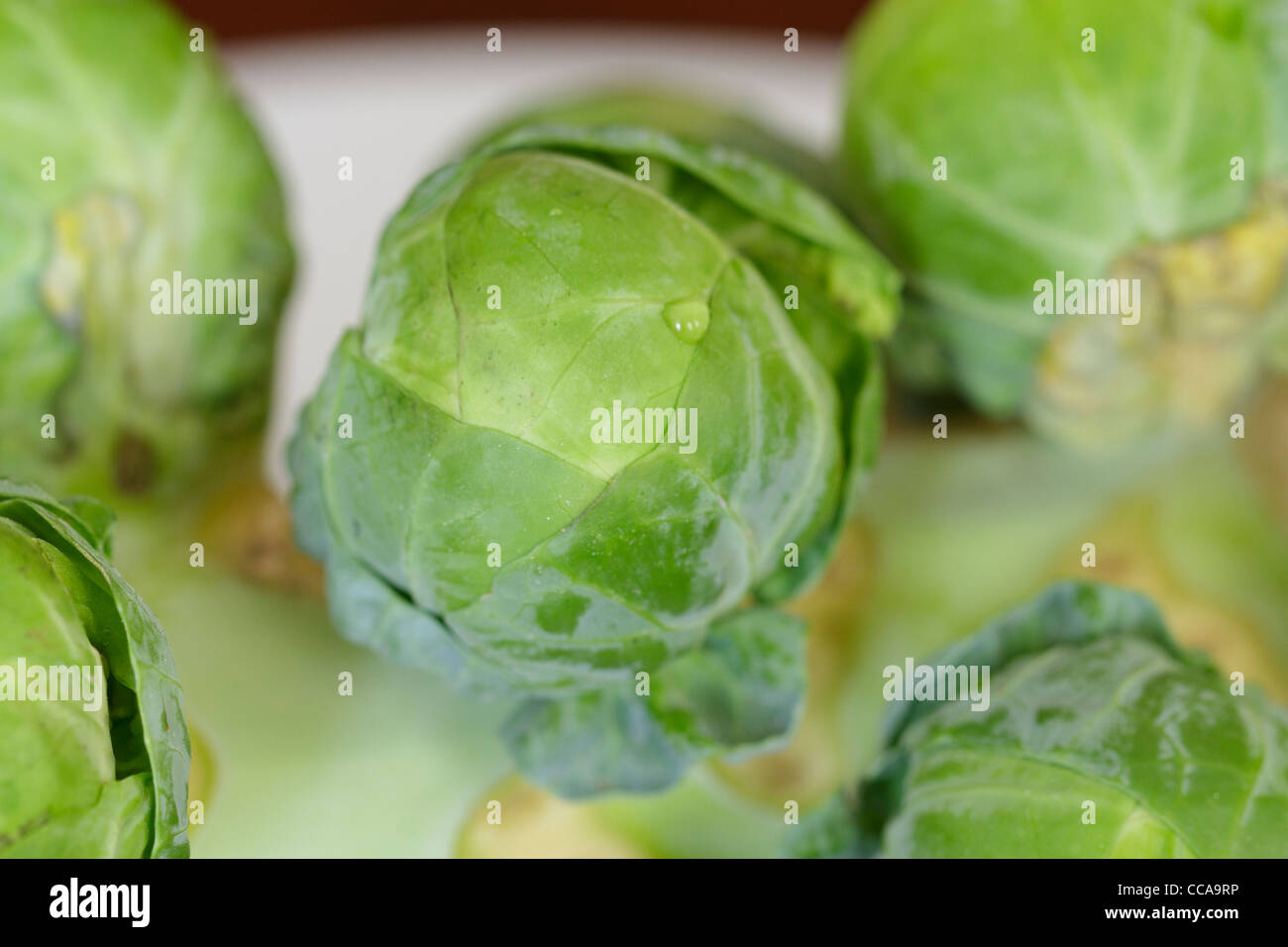 Brussels sprout stalk hi-res stock photography and images - Alamy