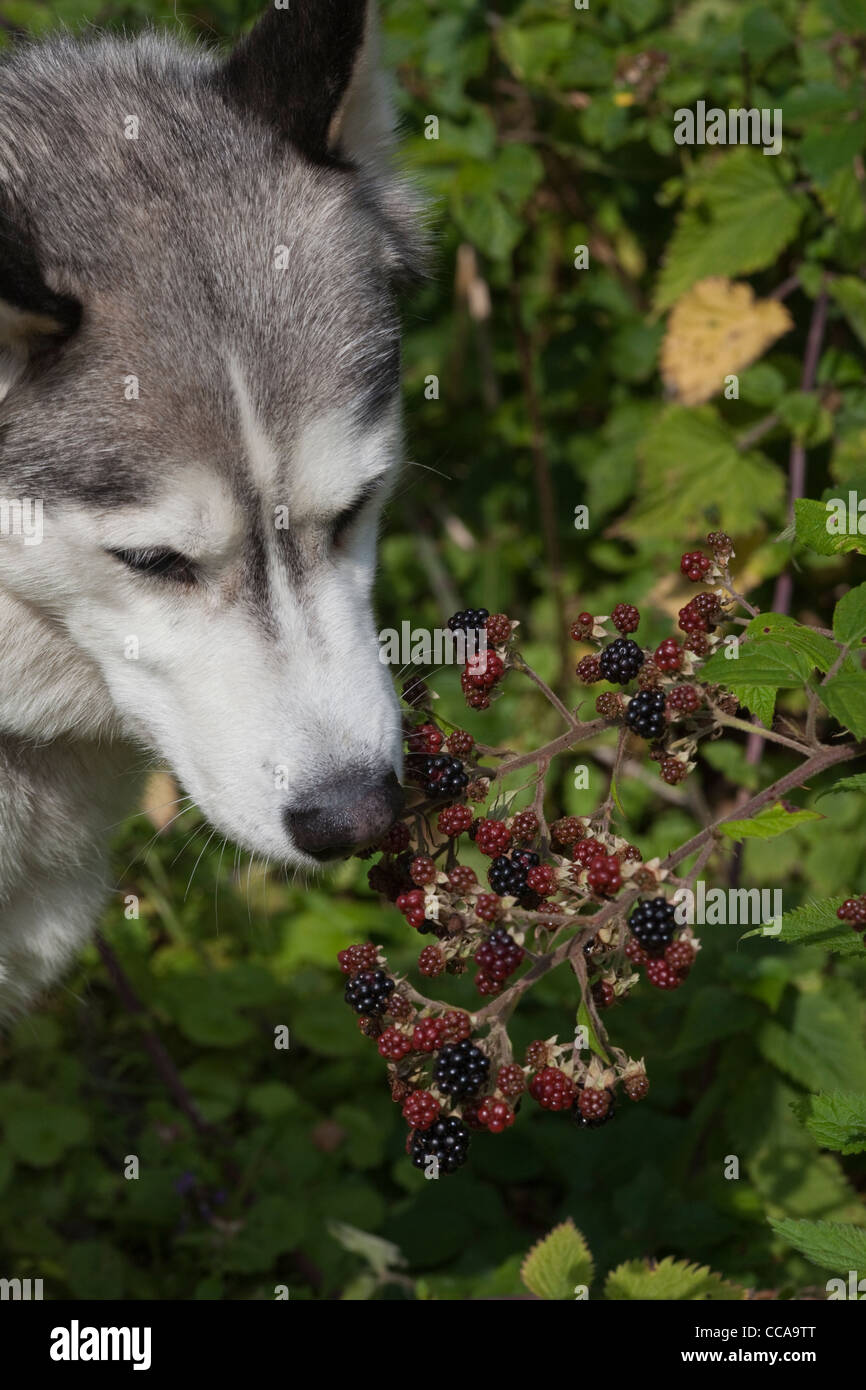 Siberian Husky, domestc breed of dog (Canis lupus familiaris ...