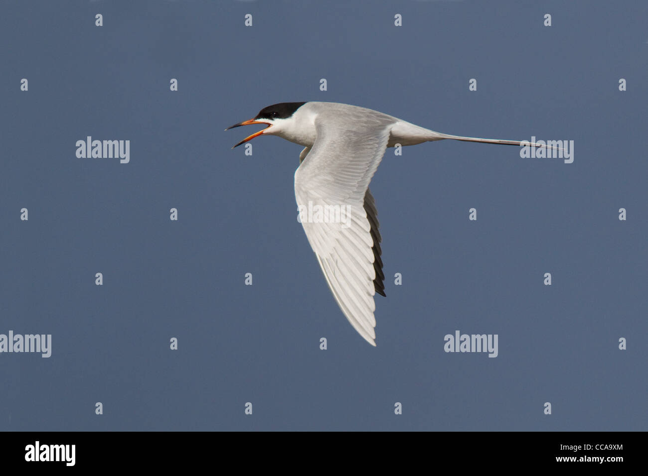 Forster's Tern Sterna forsteri Lower Klamath National Wildlife Refuge ...