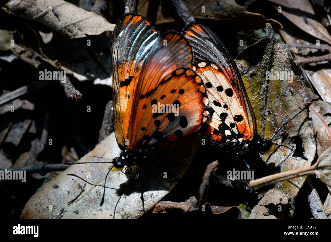 South African Butterfly Stock Photos & South African Butterfly Stock ...