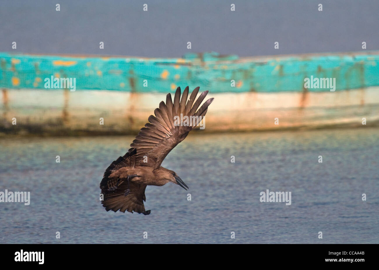 hamerkop flying past a colourful fishing boat , lake bilene ...