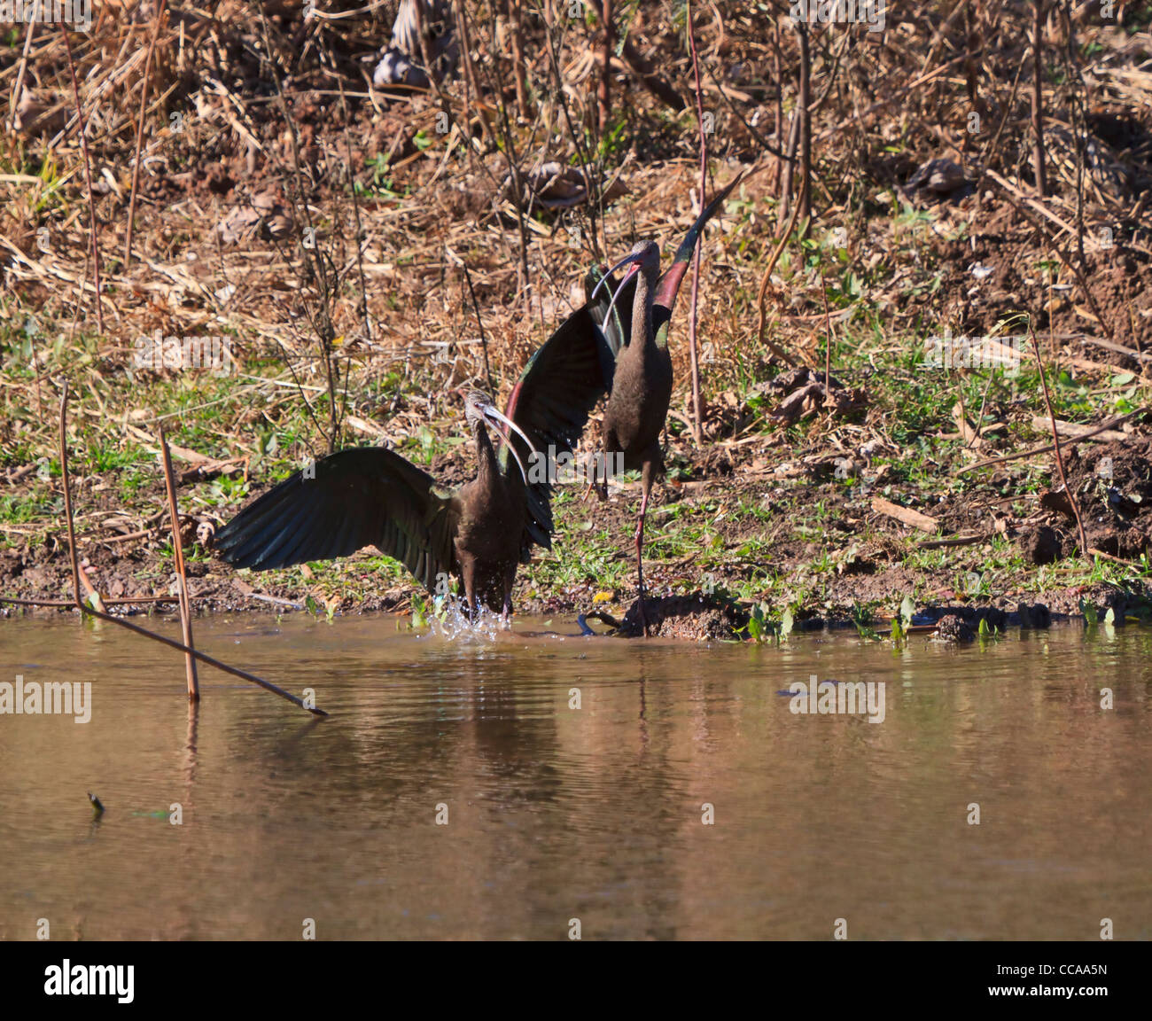 White faced ibis texas hi-res stock photography and images - Alamy