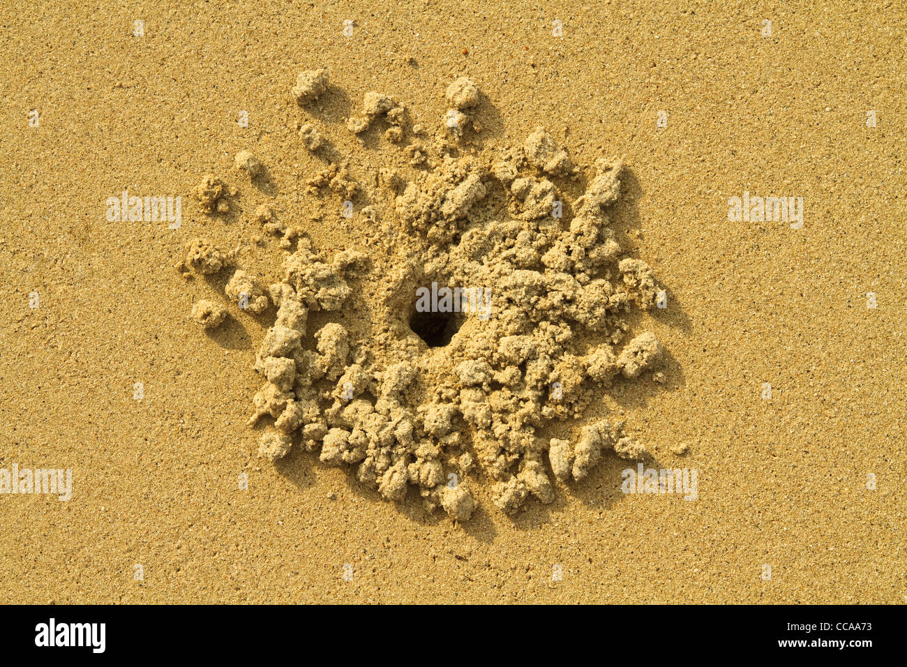 Crab's burrow in the sand leaving piles formed by digging Stock Photo ...