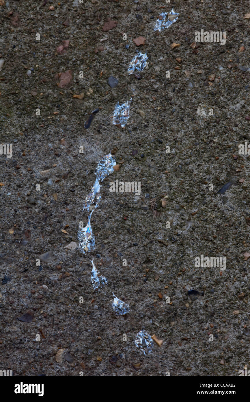 Garden Snail (Helix aspersa). Slime trail across a door step Stock ...
