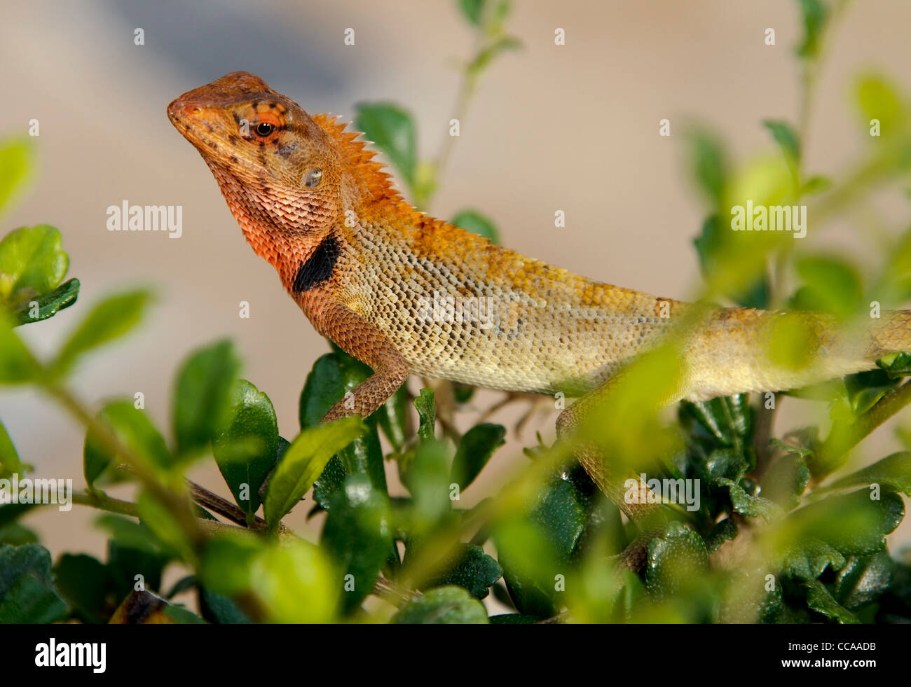 Oriental Garden Lizard, Calotes versicolor, crawling through a hedge ...