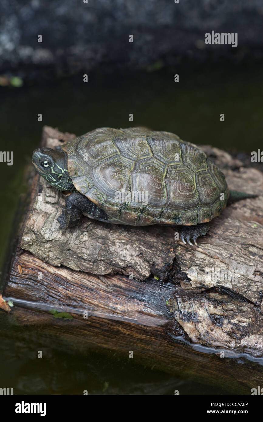 Reeve's Turtle (Chinemys reevesi). Found in China and Japan Stock Photo ...