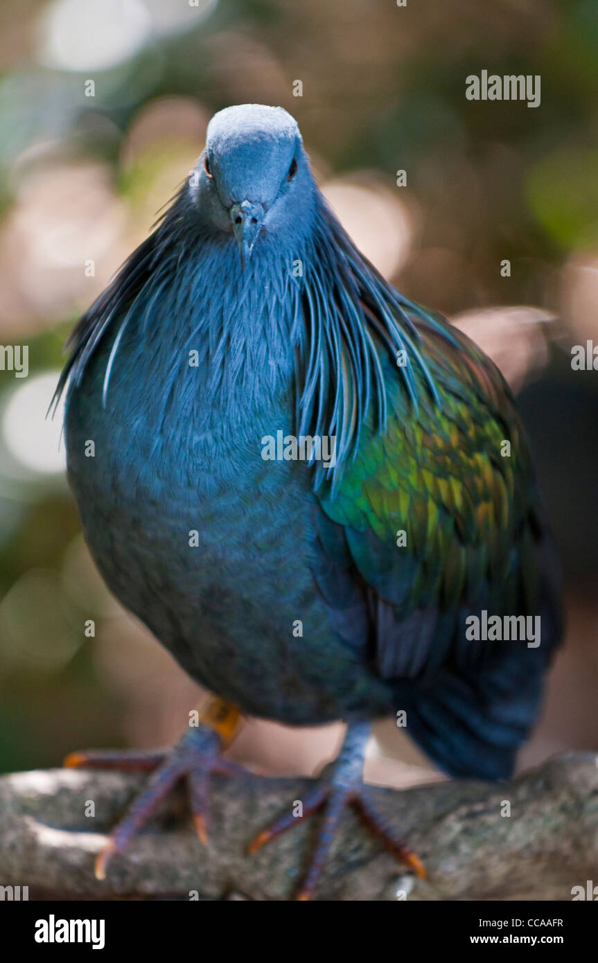 One nicobar pigeon hi-res stock photography and images - Alamy