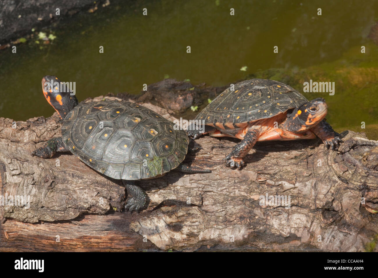 North American Spotted Turtles (Clemmys guttate). Been on floating log ...