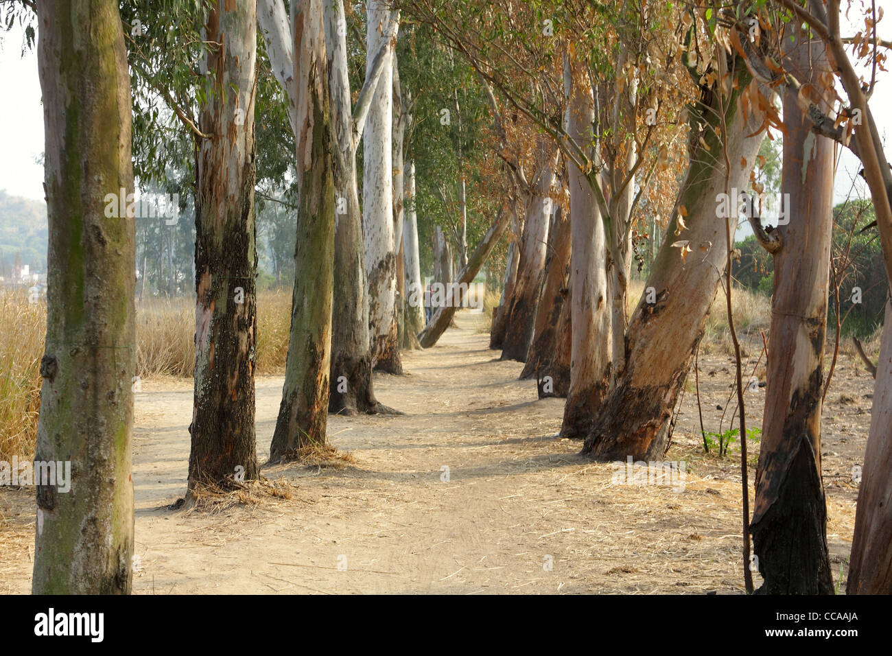 tree as row Stock Photo - Alamy