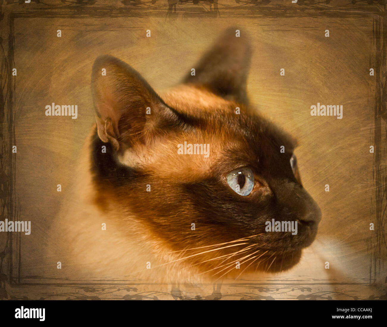 Portrait of a Siamese cat Stock Photo - Alamy