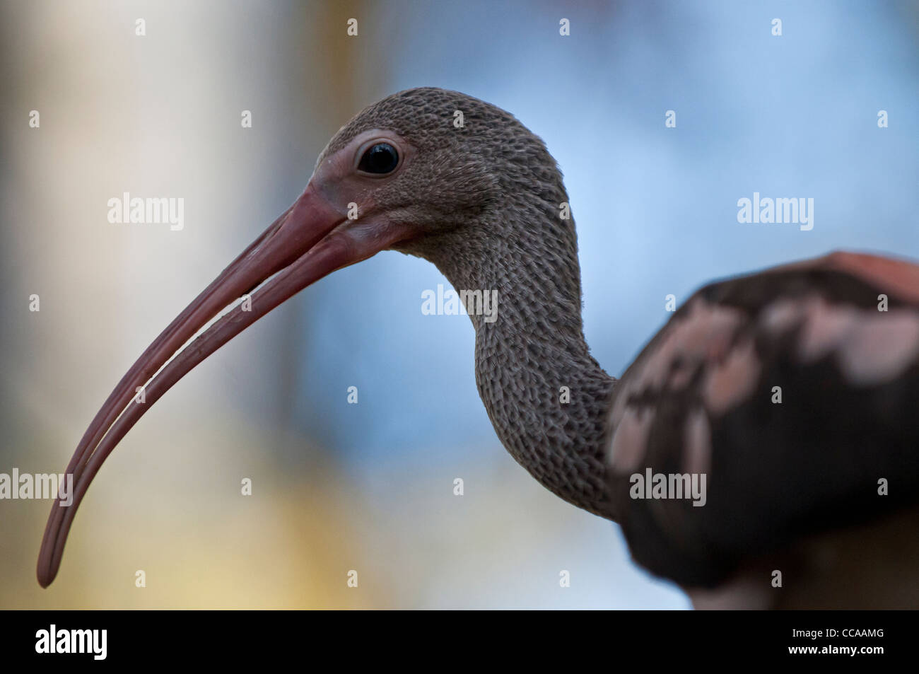 Juvenile ibis hi-res stock photography and images - Alamy