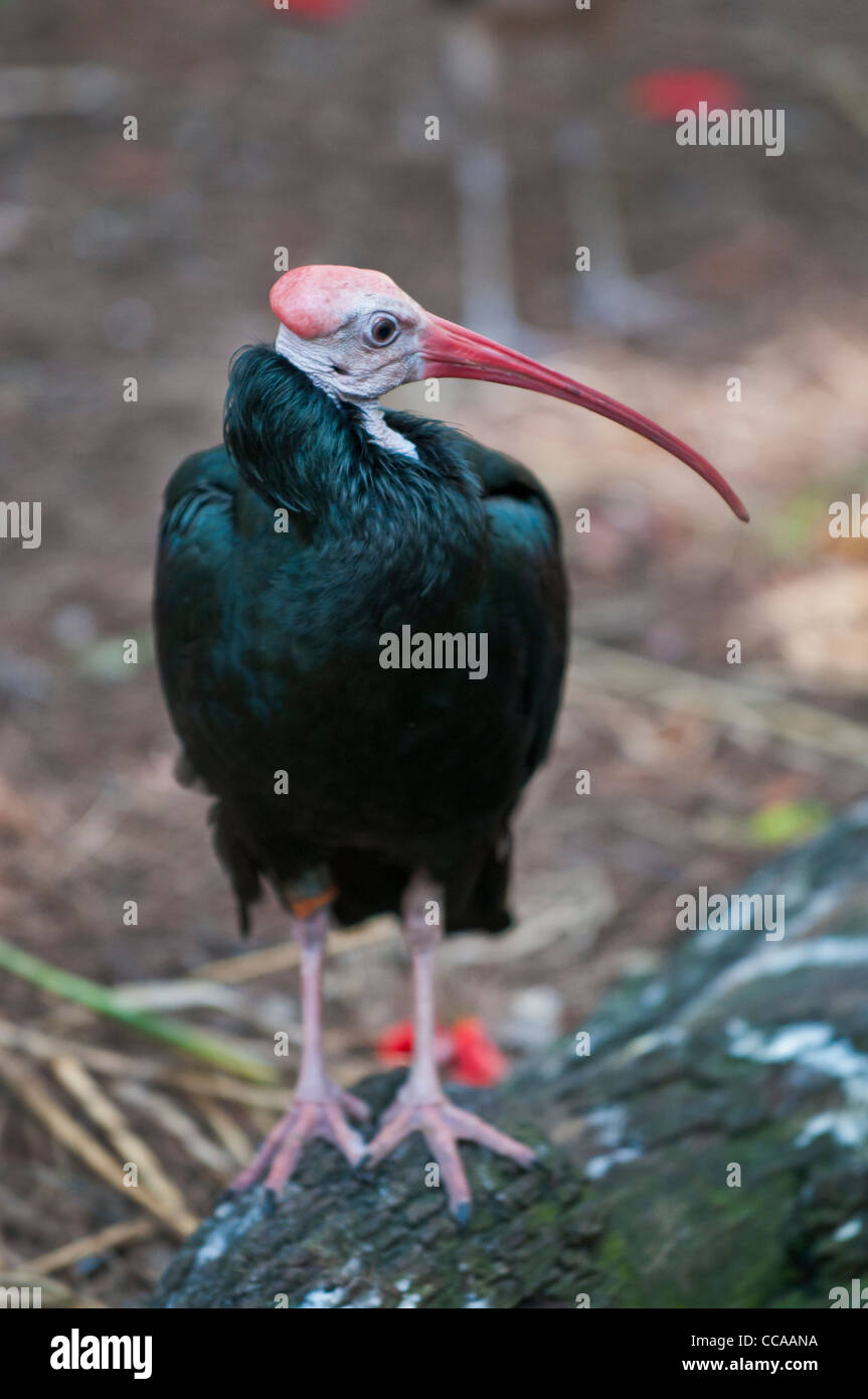Black southern bald ibis hi-res stock photography and images - Alamy