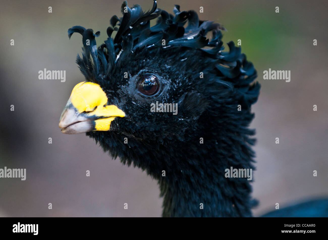 Curassow hi-res stock photography and images - Alamy