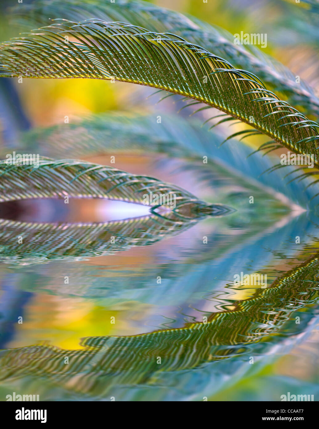 Palm leaves reflection Stock Photo - Alamy