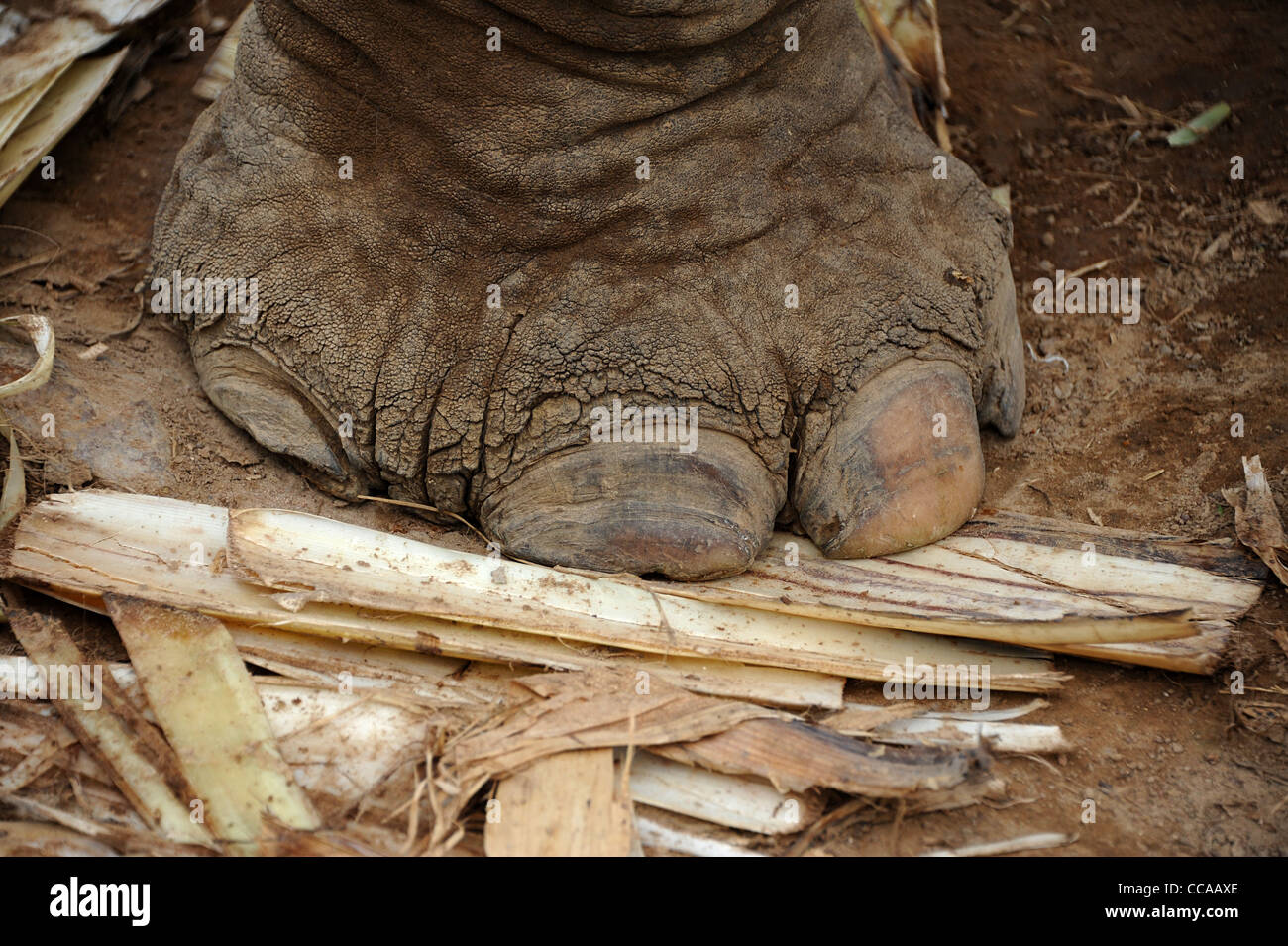 Elephants foot plant hi-res stock photography and images - Alamy