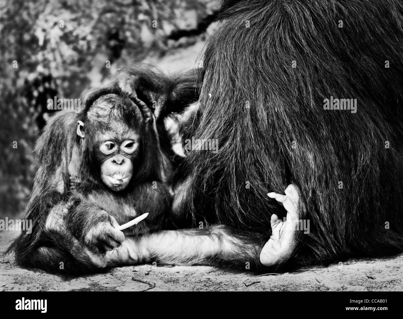 Black and white orangutang hi-res stock photography and images - Alamy