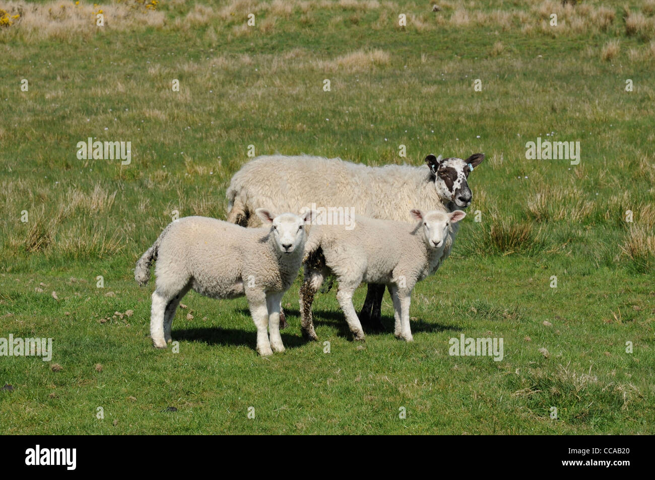 Lambs in spring scotland hi-res stock photography and images - Alamy
