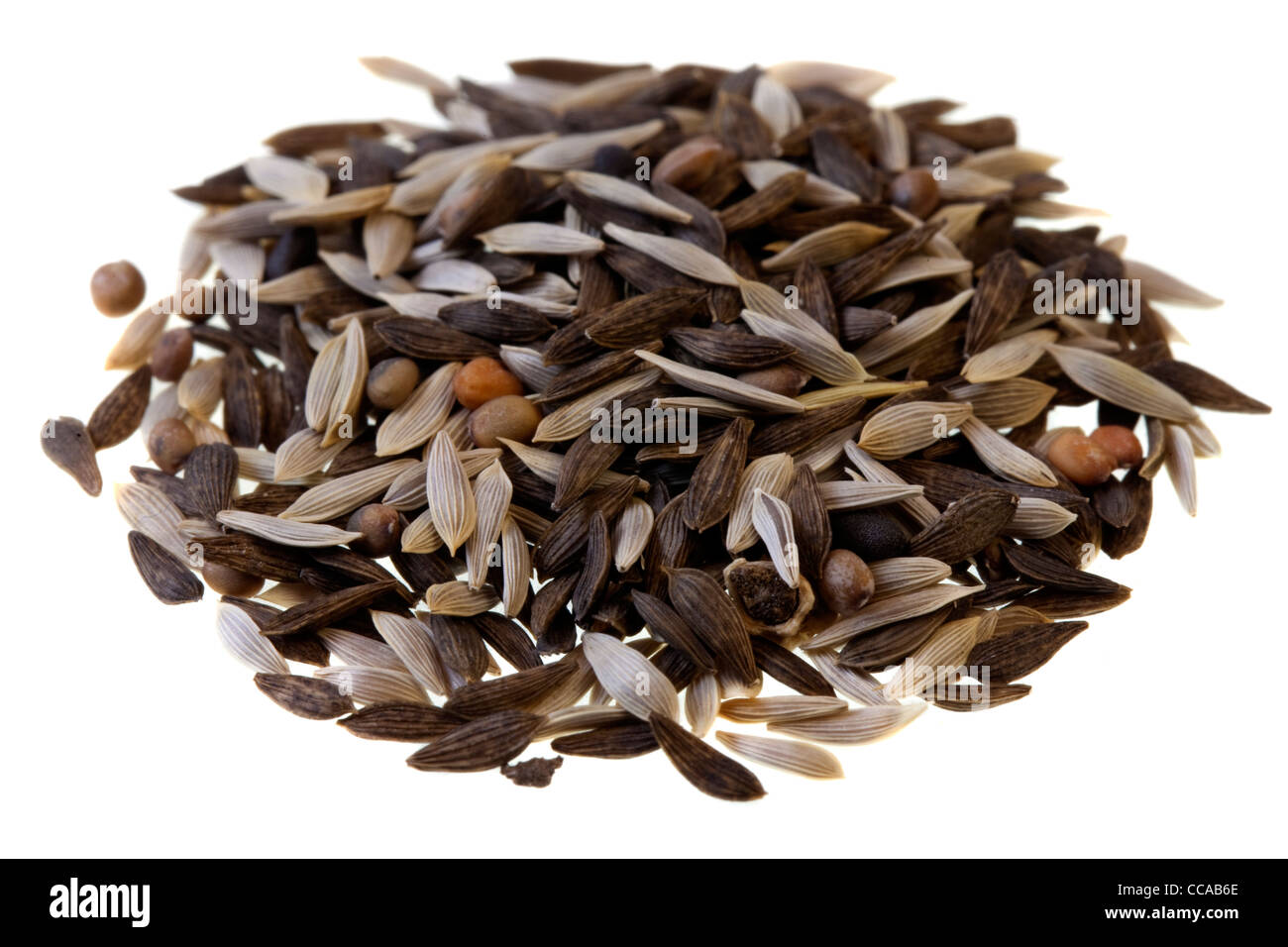 Chicory seed hi-res stock photography and images - Alamy