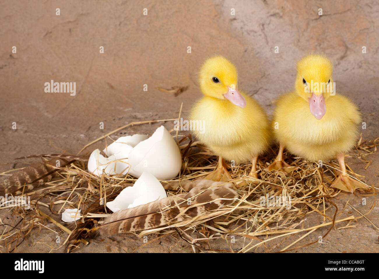 Twin little yellow ducklings standing on their nest Stock Photo - Alamy