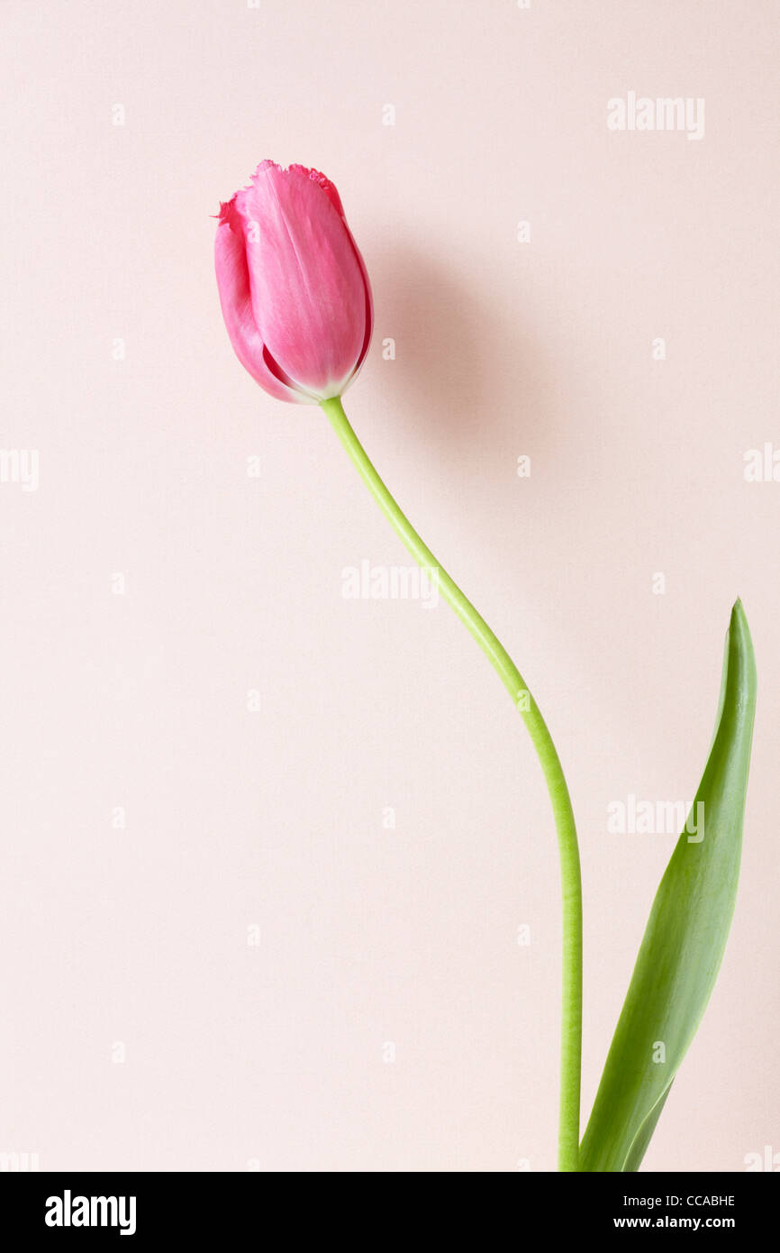 One tulip flower hi-res stock photography and images - Alamy