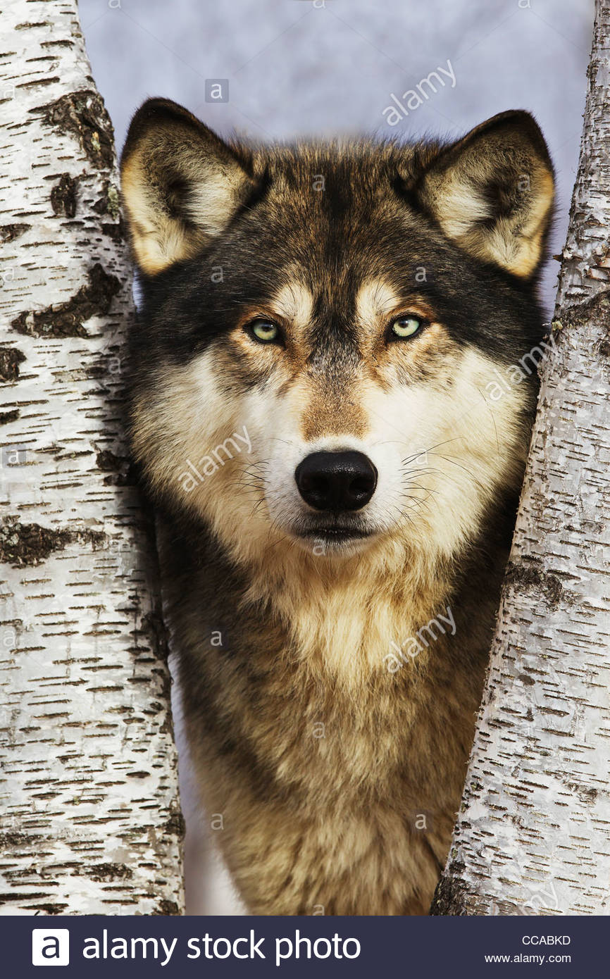 Gray Wolf Timberwolf Stock Photos & Gray Wolf Timberwolf Stock Images ...