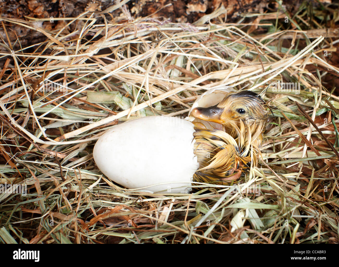 Baby Ducklings Hatching