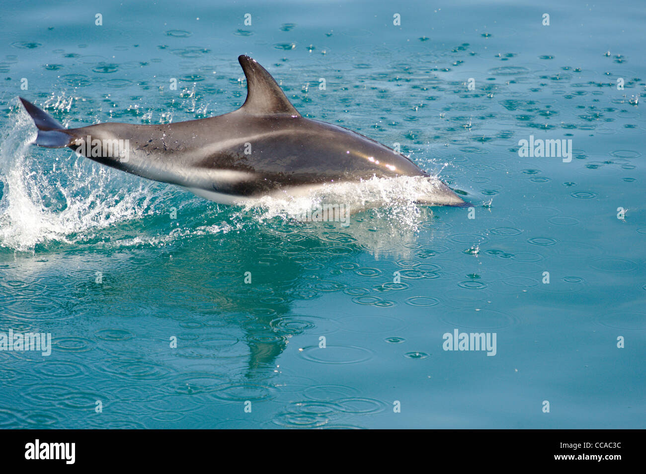 Dusky Dolphin High Resolution Stock Photography and Images - Alamy