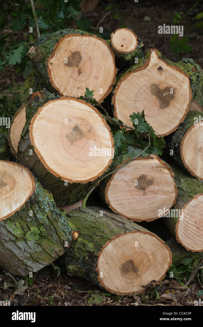 English Oak (Quercus robur). Recently cut logs showing cross sections ...