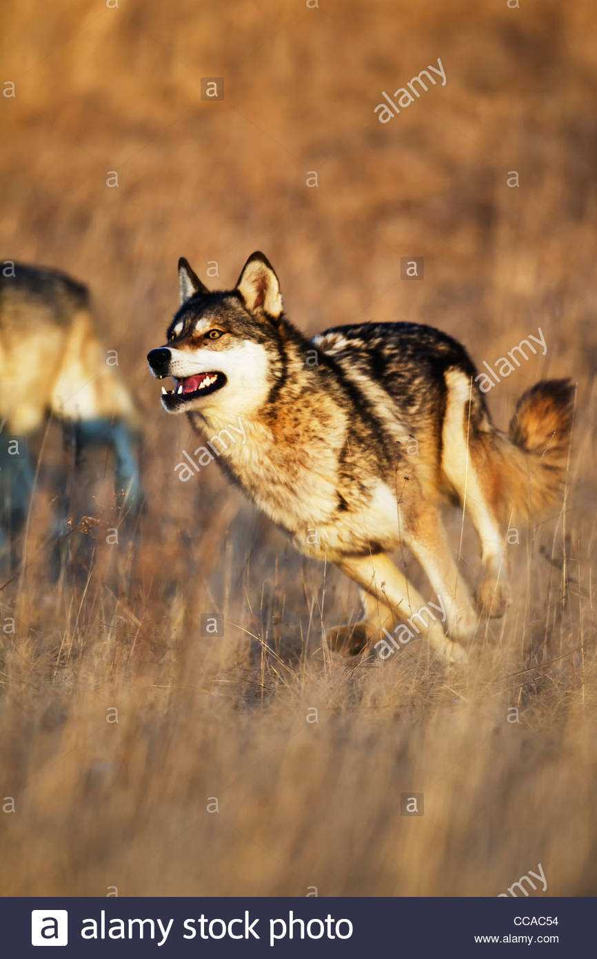 Weed Field Stock Photos & Weed Field Stock Images - Alamy