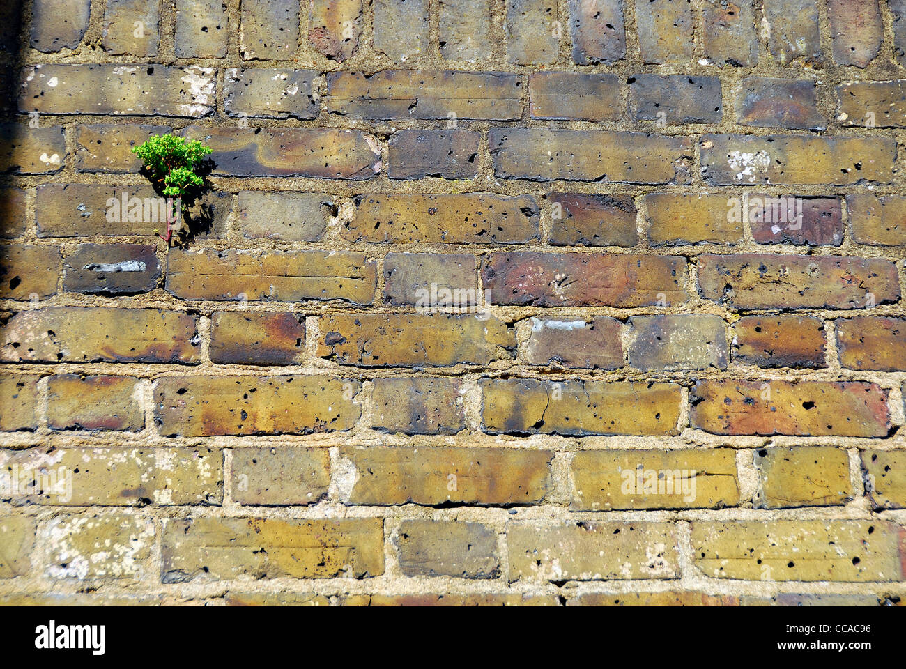 rustic brick wall rough surface Stock Photo - Alamy