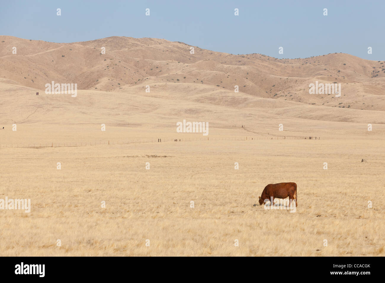 Free range Red Angus cow in dry grass field - Coalinga, California USA ...