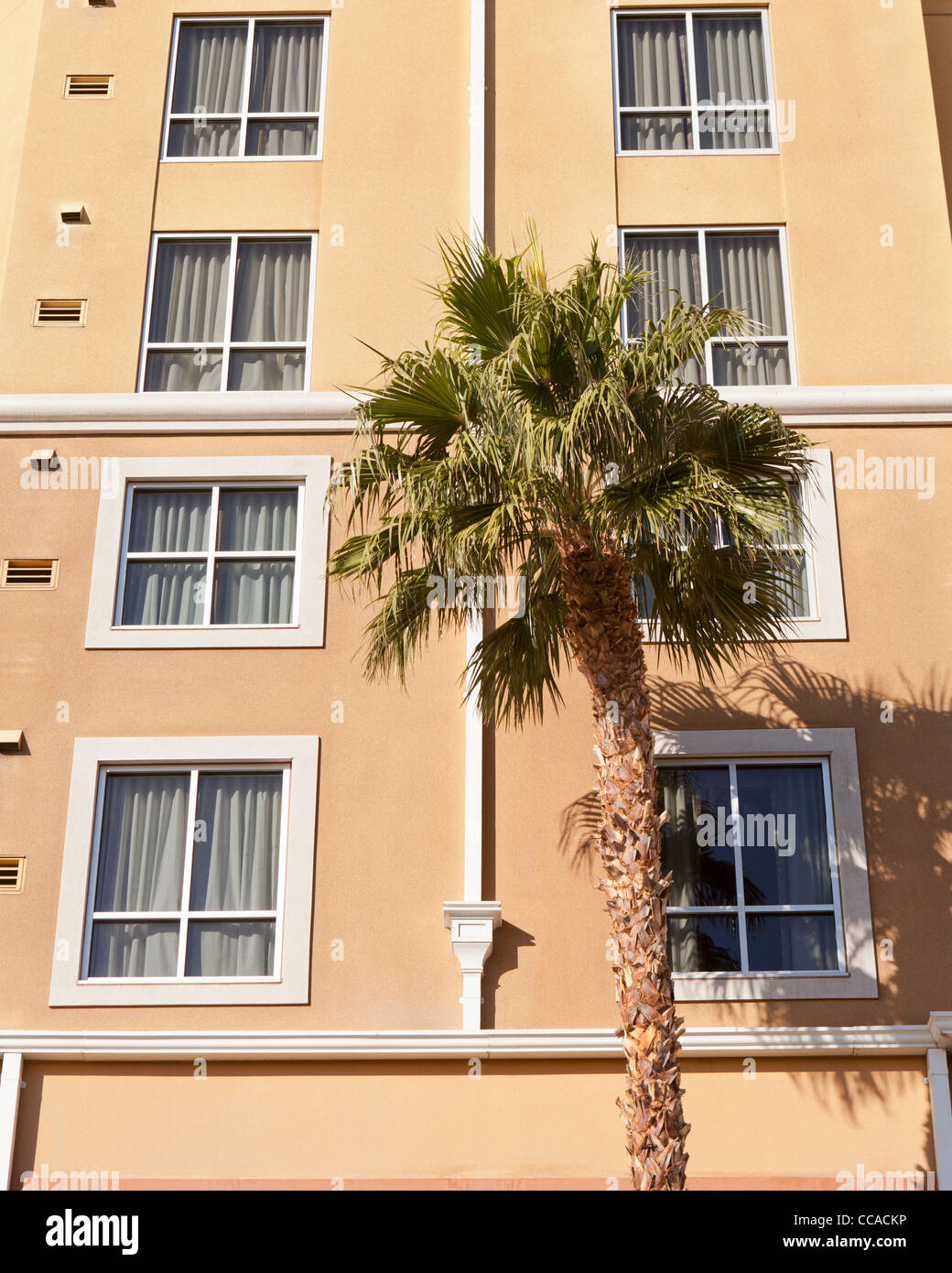 Palm tree next to building Stock Photo - Alamy