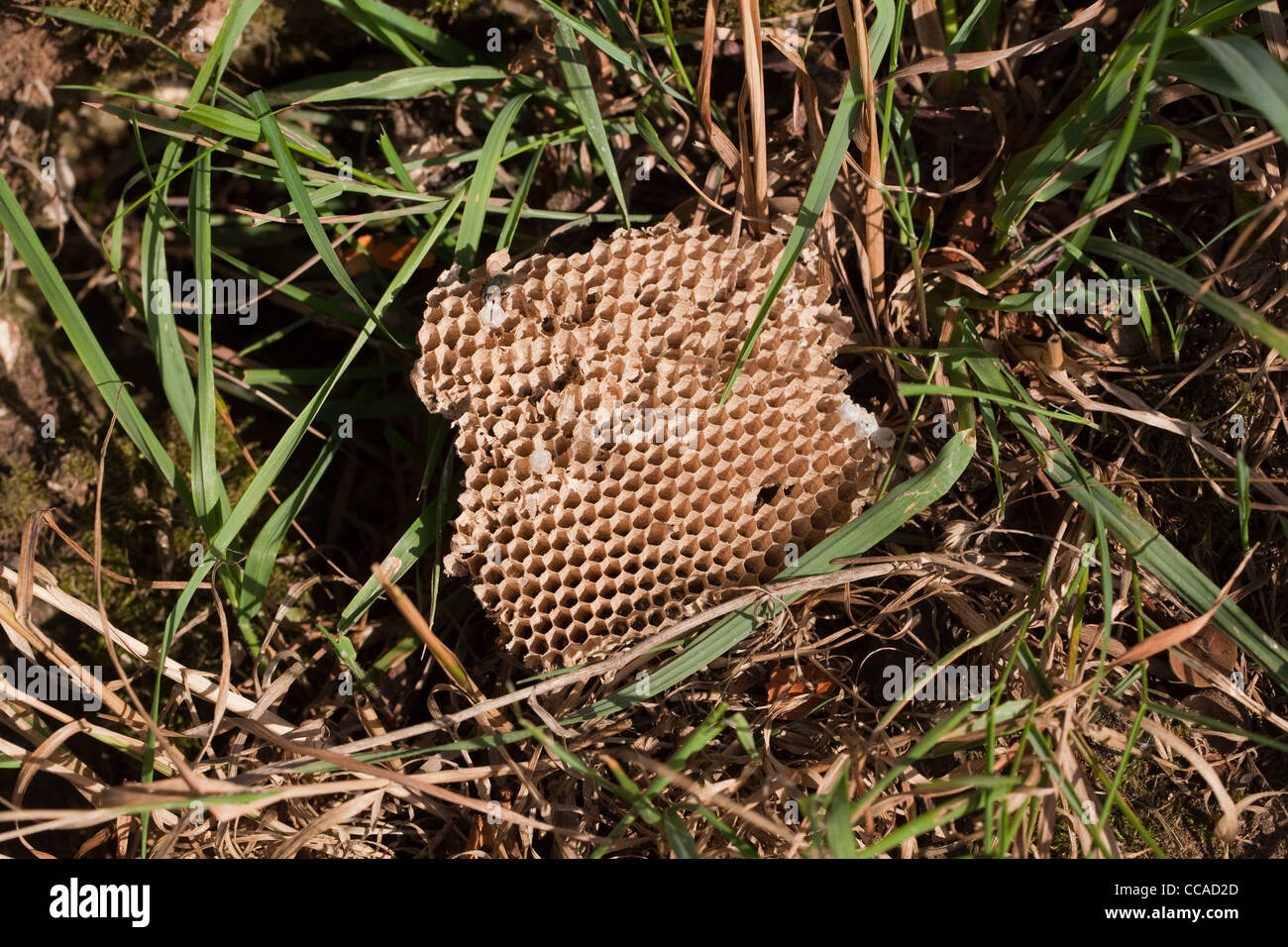 Honey Buzzard (Pernis apivorus), taken comb from a wasps's (Vespula sp ...
