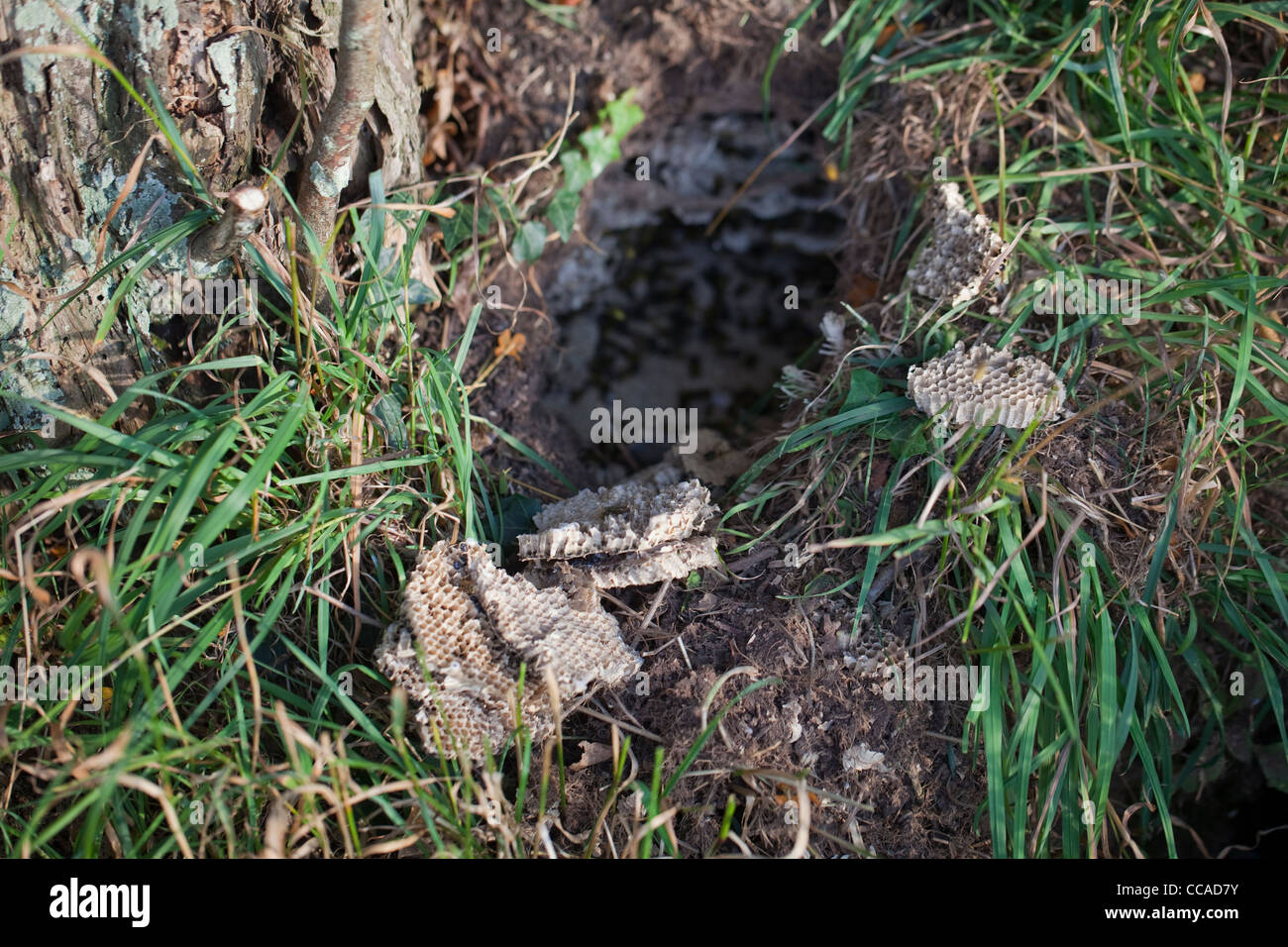 Honey Buzzard (Pernis apivorus), taken comb from a wasps's (Vespula sp ...