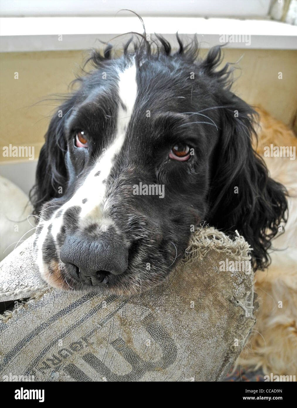 Sad dog, bad dog .... Springer Spaniel Emma with a destroyed rugby ball ...