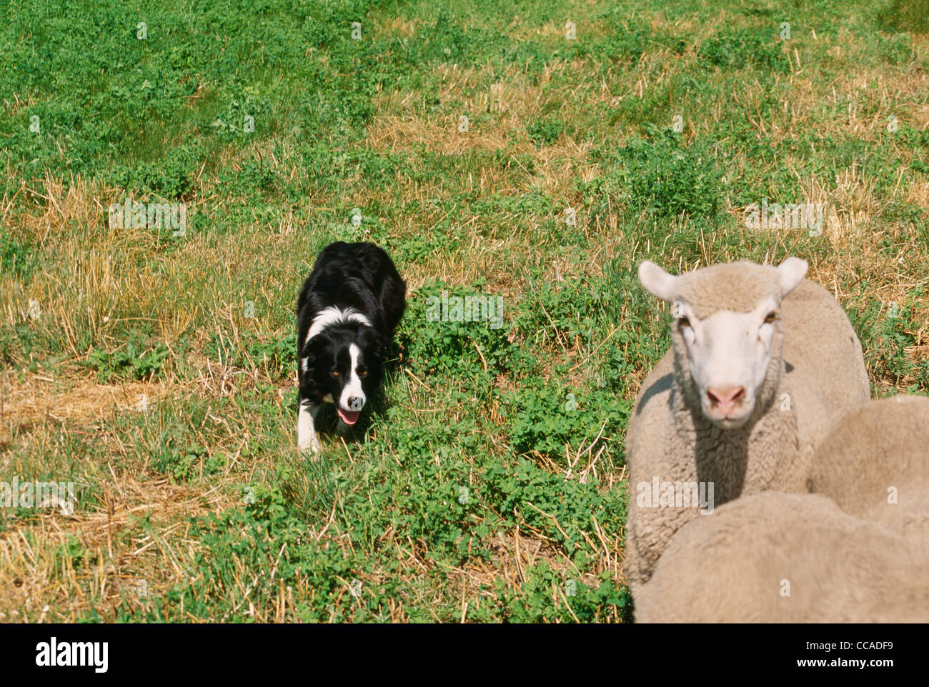 Border Collie Herding Sheep Stock Photo - Alamy