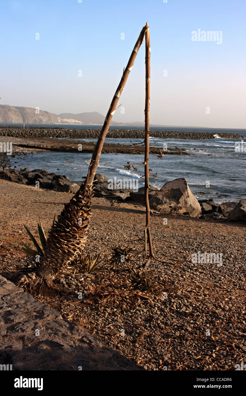 Palm tree broken tenerife spain hi-res stock photography and images - Alamy