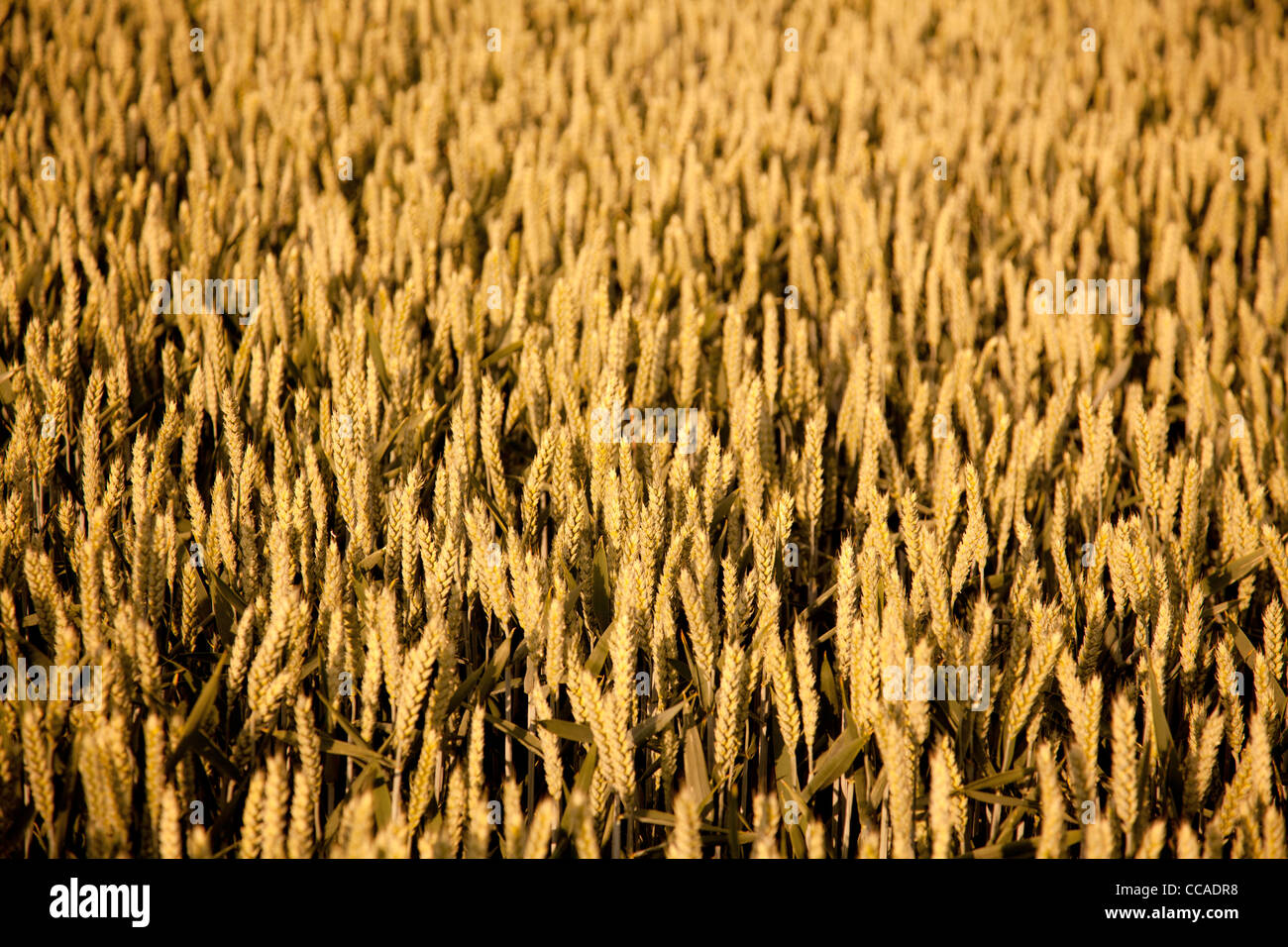 Corn field abstract hi-res stock photography and images - Alamy