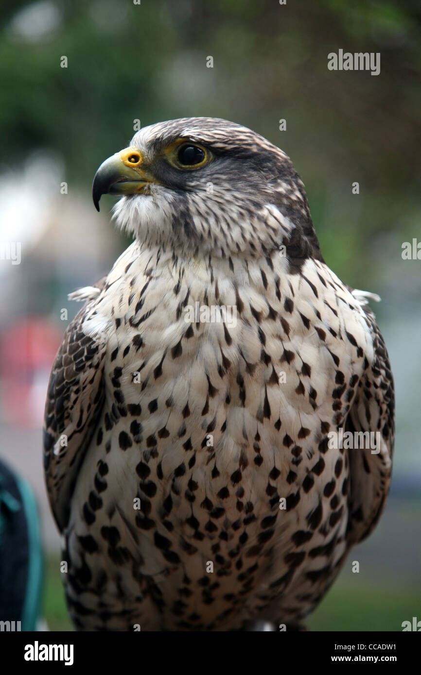 Eagle hawk hi-res stock photography and images - Alamy