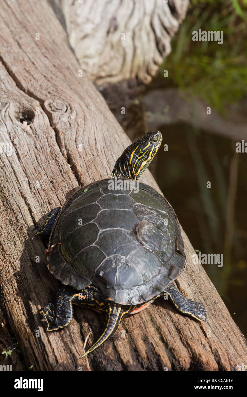 Lifting laminae hi-res stock photography and images - Alamy