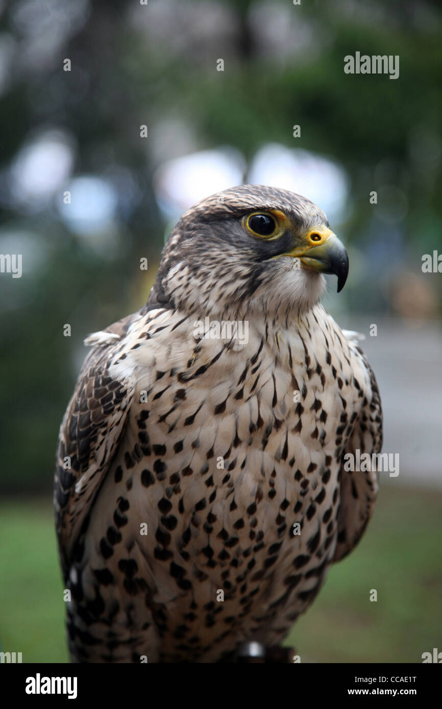 Eagle hawk hi-res stock photography and images - Alamy