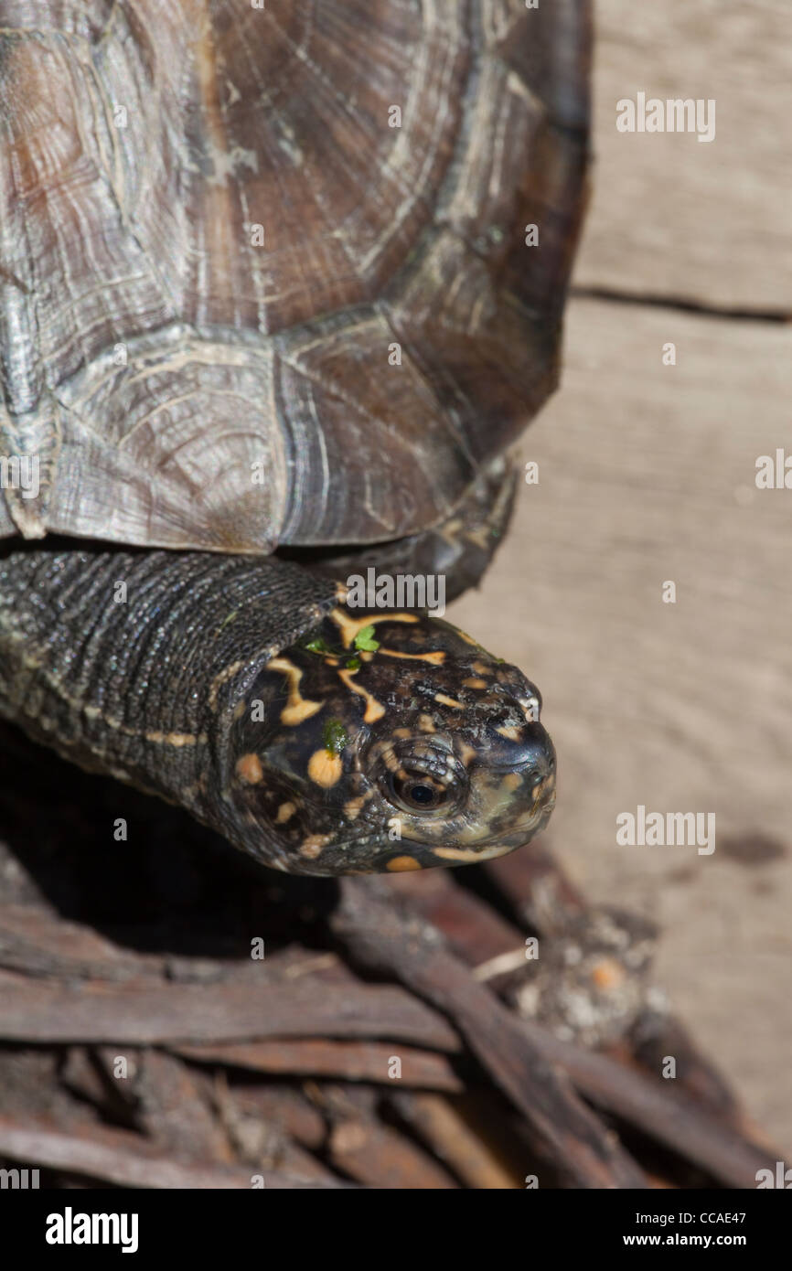 Asian or Indian Black Terrapin or Hard Shelled Turtle Melanochelys ...