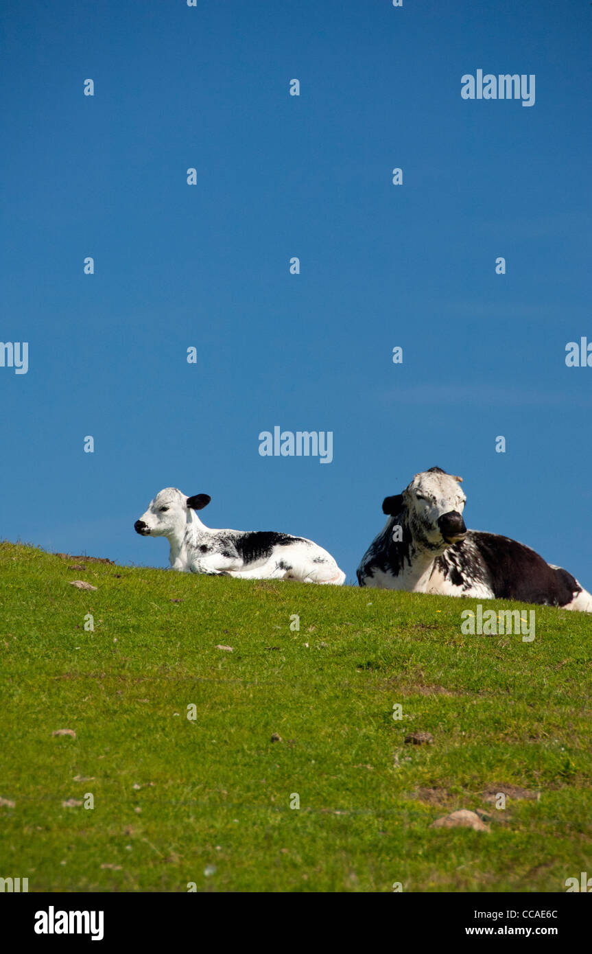 Viking cattle hi-res stock photography and images - Alamy