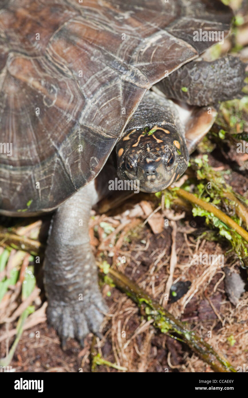 Asian or Indian Black Terrapin or Hard Shelled Turtle Melanochelys ...