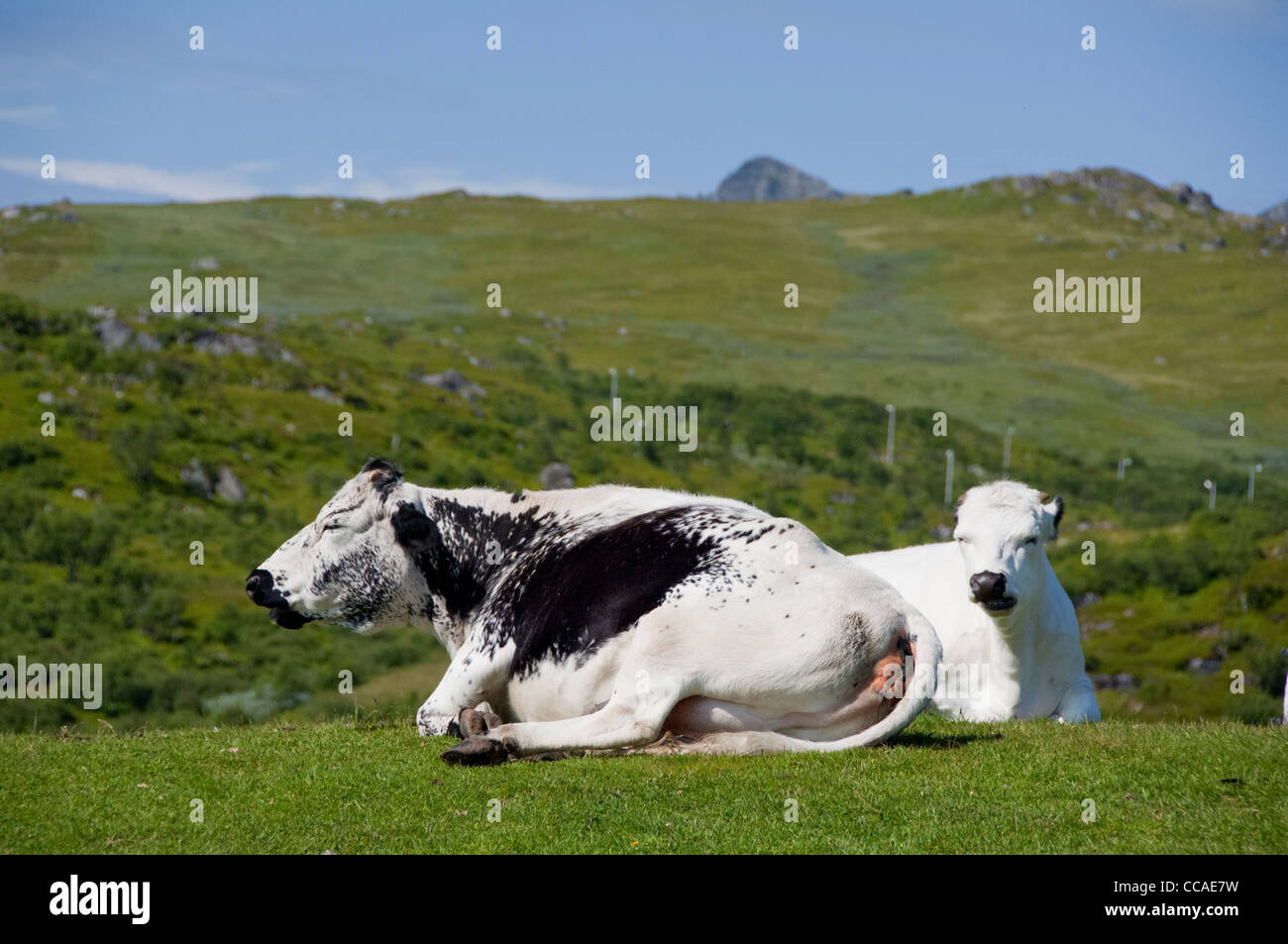 Viking cattle hi-res stock photography and images - Alamy
